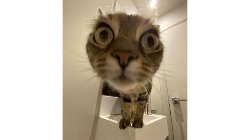 Tổng hợp avatar hài hước và ấn tượng nhất trên mạng xã hội