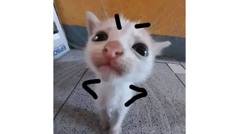 Tổng hợp avatar hài hước và ấn tượng nhất trên mạng xã hội