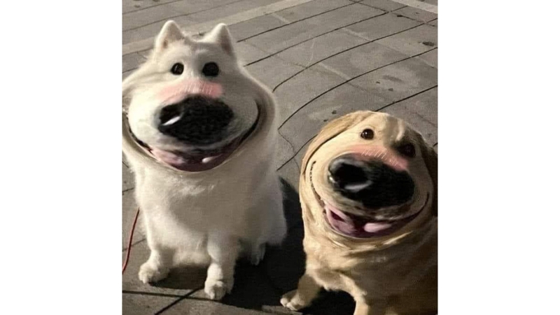 Tổng hợp avatar hài hước và ấn tượng nhất trên mạng xã hội