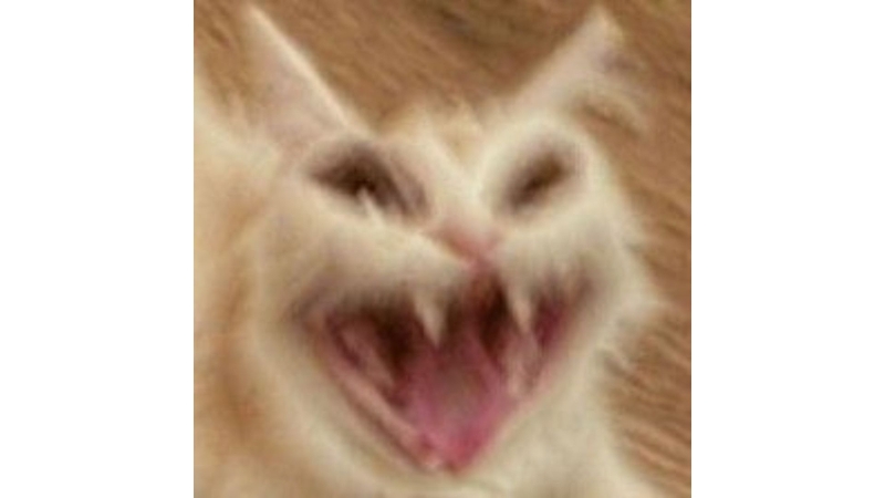 Bộ sưu tập avatar meme để làm mới hình đại diện của bạn