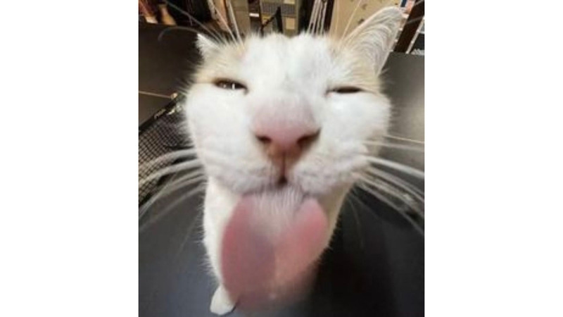 Bộ sưu tập avatar meme để làm mới hình đại diện của bạn