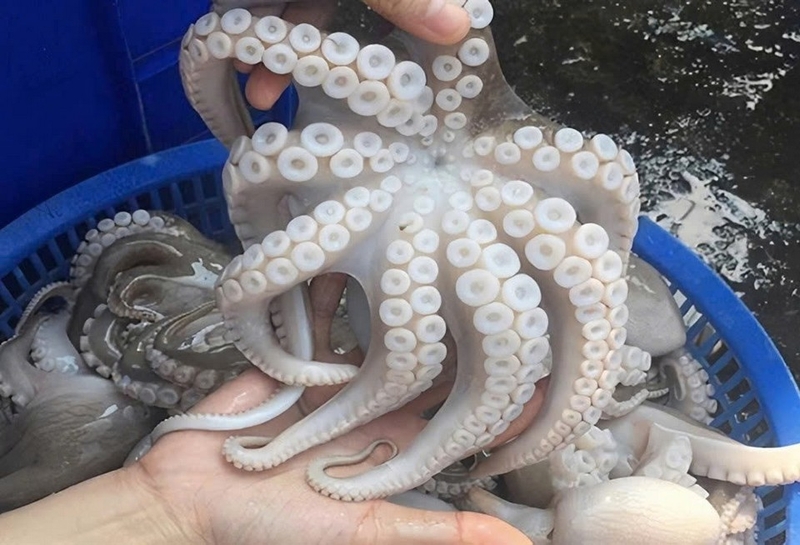 Cách chế biến món bạch tuộc nhúng giấm bùng vị, dai giòn sần sật cực cuốn