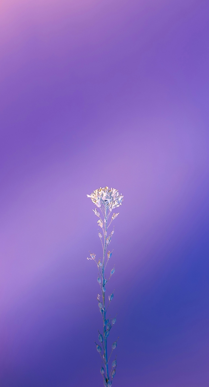 Tải ngay 100+ mẫu background tím pastel, tím than, tím mộng mơ