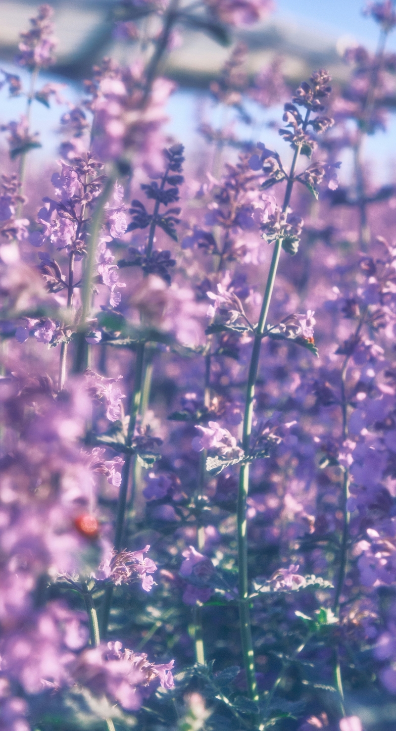 Tải ngay 100+ mẫu background tím pastel, tím than, tím mộng mơ