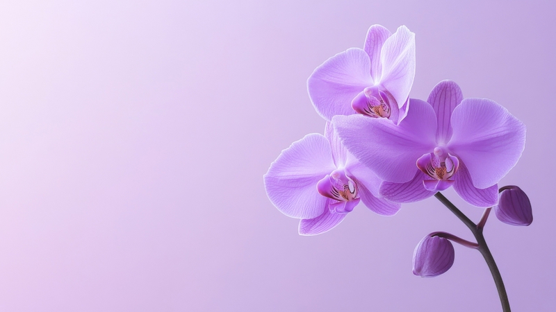 Tải ngay 100+ mẫu background tím pastel, tím than, tím mộng mơ