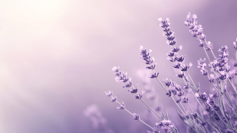 Tải ngay 100+ mẫu background tím pastel, tím than, tím mộng mơ