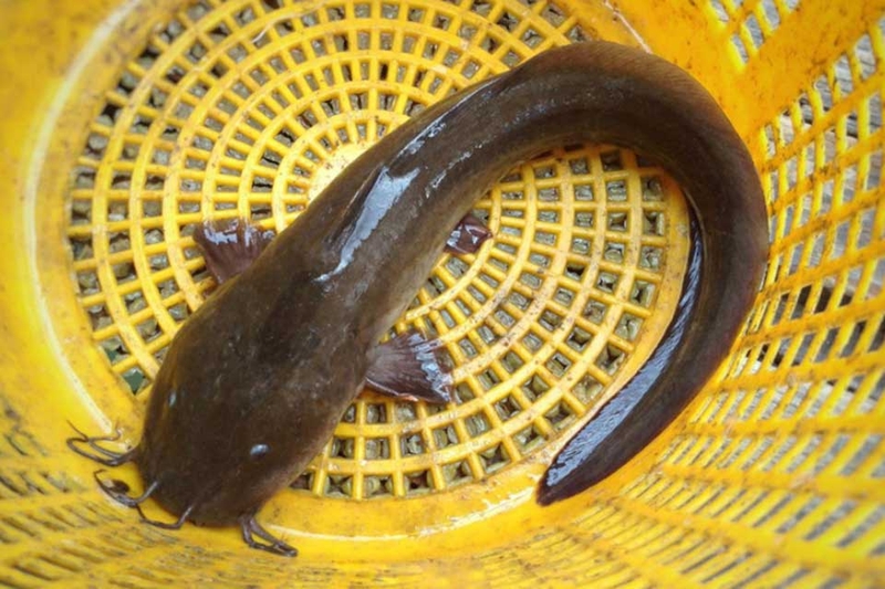 Cá da trơn là gì? Tìm hiểu đặc điểm và những cách chế biến ngon nhất