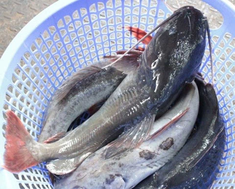 Cá da trơn là gì? Tìm hiểu đặc điểm và những cách chế biến ngon nhất