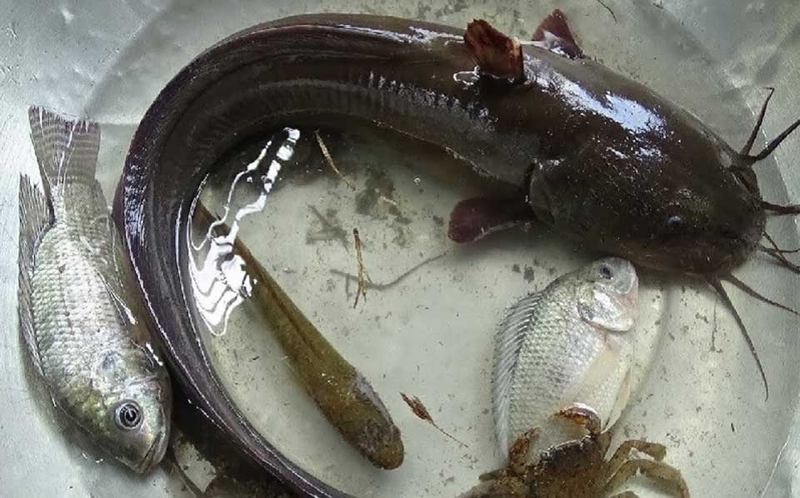 Cá da trơn là gì? Tìm hiểu đặc điểm và những cách chế biến ngon nhất