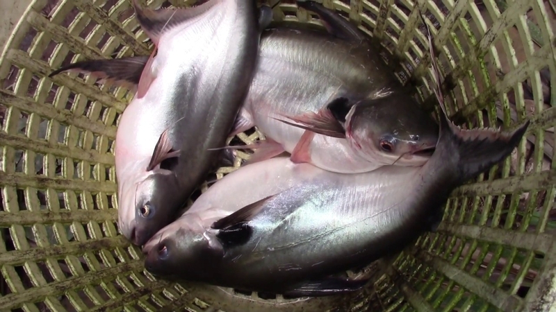 Cá vồ đém (cá dồ) là cá gì? Các món ngon hấp dẫn từ cá vồ đém