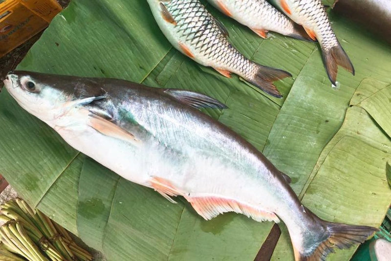 Cá dứa và cá basa: Bí quyết lựa chọn loại cá phù hợp nhất