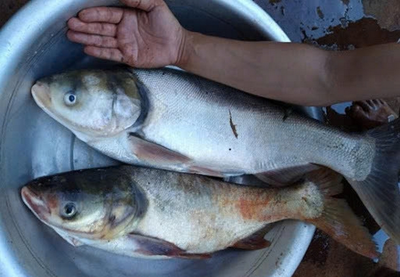 Cá mè hoa: Bí quyết nhận biết cá tươi và những món ăn đậm đà, dễ làm từ ...