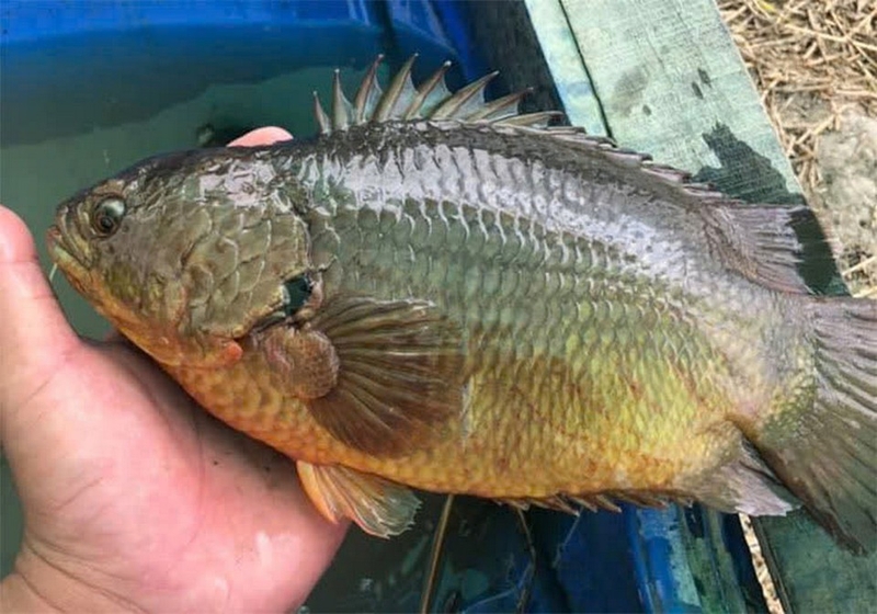 Cách làm cá rô rang muối đậm chất miền Tây thơm ngon, ngọt thịt cực đơn ...