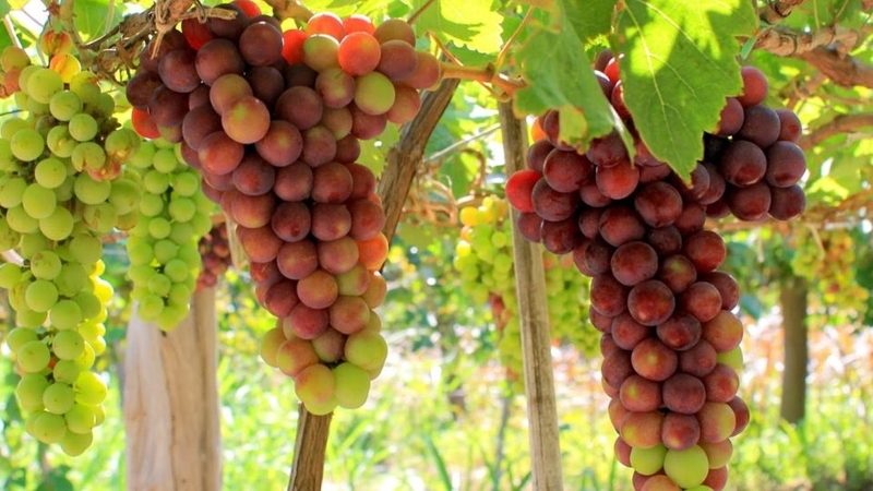 TOP 8 các loại nho ngon và phổ biến nhất mà bạn nên thử
