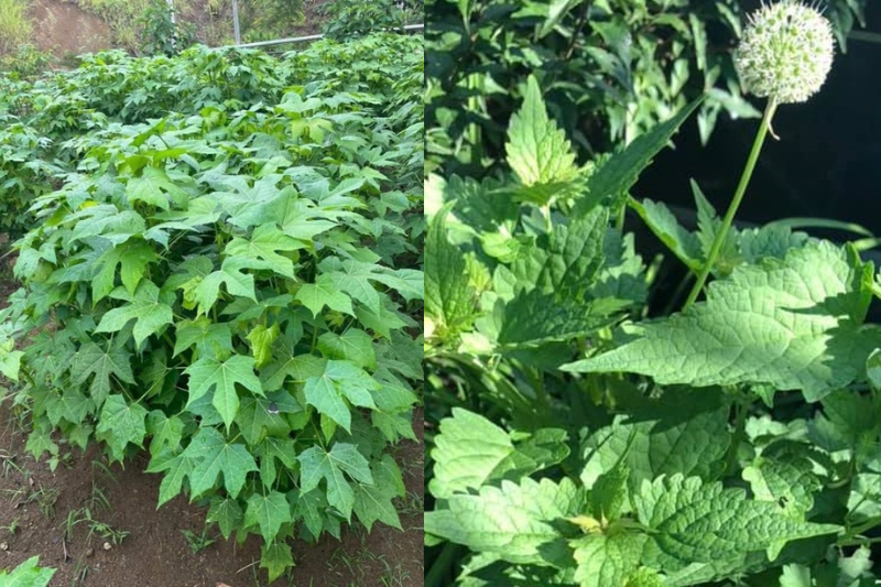 Bật mí cách chế biến rau mì chính thơm ngon mà không bị đắng