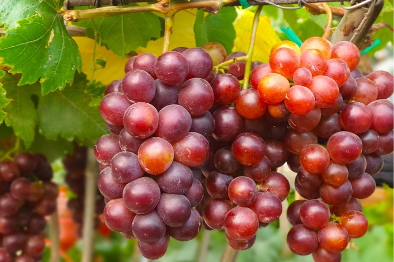 Cách làm siro nho đơn giản, nhanh chóng tại nhà cho bạn