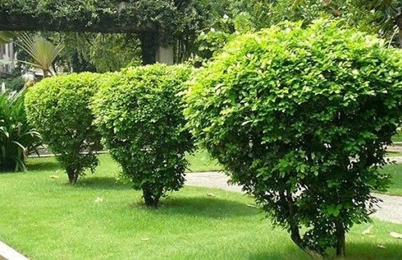 Cây ngâu: Hương vị miền núi, biểu tượng thiên nhiên gắn liền văn hóa Việt