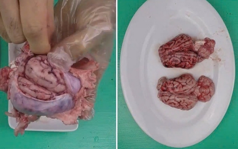 Cách nấu cháo óc heo bí đỏ: Lựa chọn hoàn hảo cho bé ăn dặm và người bệnh