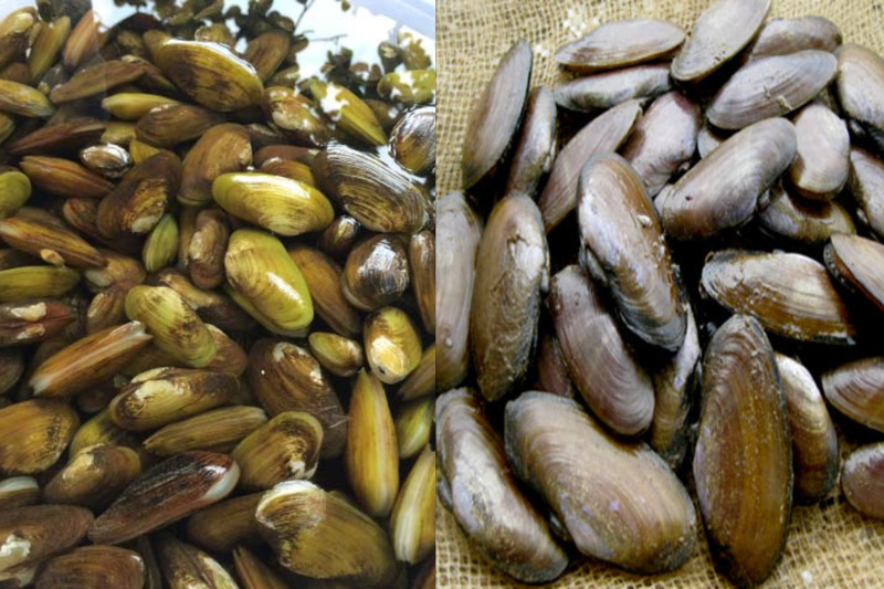 Chem chép là gì? Tổng hợp các món ngon từ chem chép