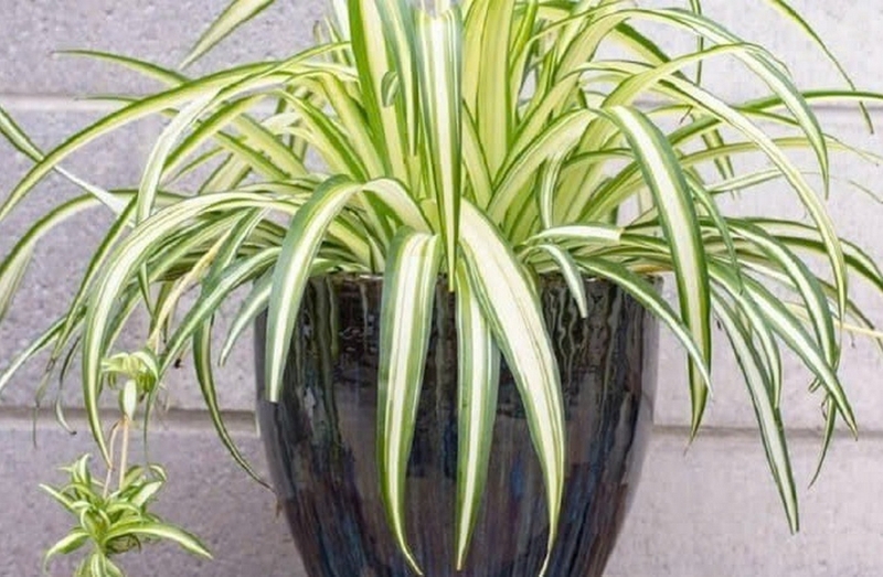 Cỏ lan chi: Loài cây cảnh thanh lọc không khí, biểu tượng của sự sinh sôi và an lành
