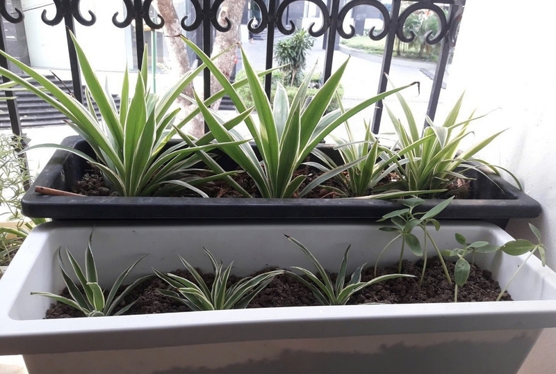 Cỏ lan chi: Loài cây cảnh thanh lọc không khí, biểu tượng của sự sinh sôi và an lành