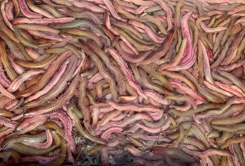 Con rươi là con gì? Khám phá về loài đặc sản độc đáo này