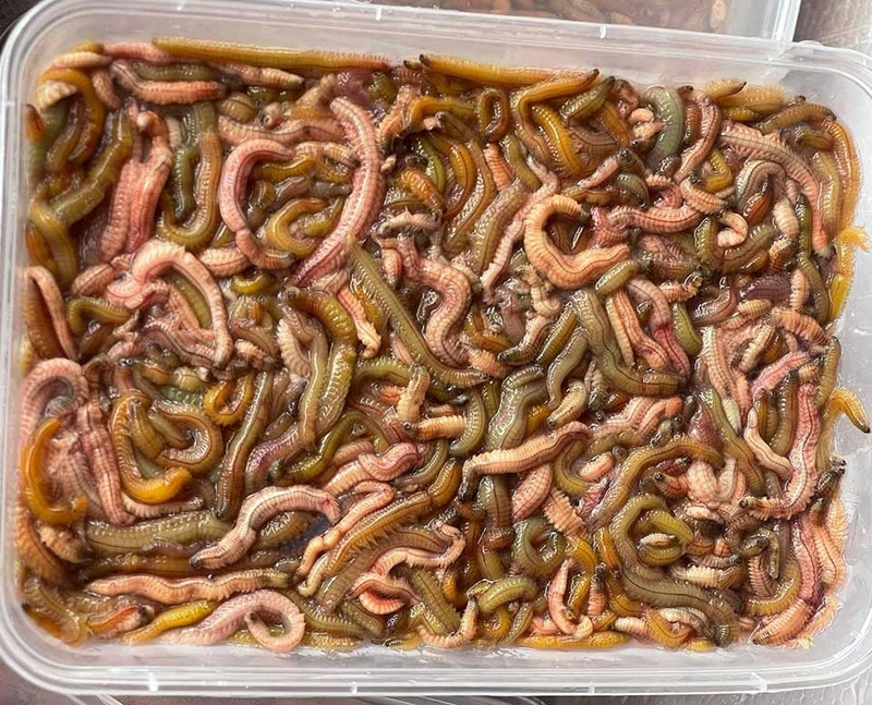 Con rươi là con gì? Khám phá về loài đặc sản độc đáo này