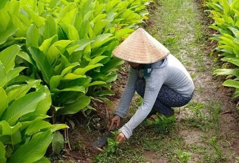 Củ lùn – Thực phẩm dinh dưỡng tốt cho sức khỏe và cách chế biến hiệu quả