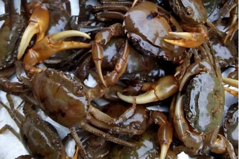 Cách chế biến cua đồng rang me chua ngọt ăn cực “dính” mà ai cũng làm được