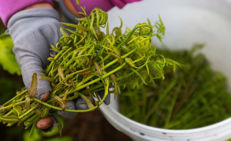 Rau đọt choại là loại rau gì? Những món ngon được chế biến từ rau