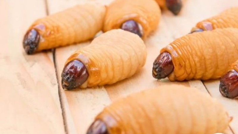 Đuông dừa: Giá trị dinh dưỡng và cách chế biến các món ăn