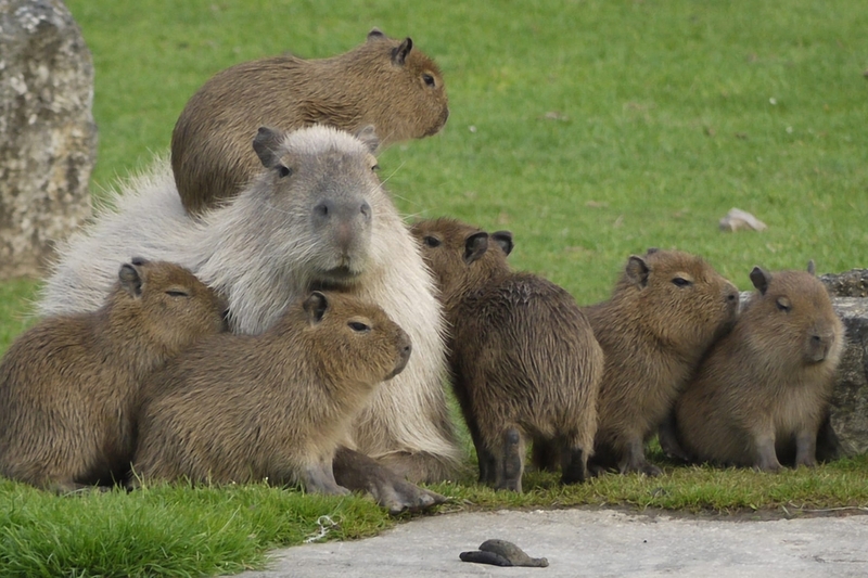 Tải miễn phí 50+ hình ảnh capybara cute, siêu “tan chảy”