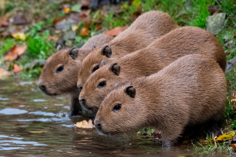 Tải miễn phí 50+ hình ảnh capybara cute, siêu “tan chảy”