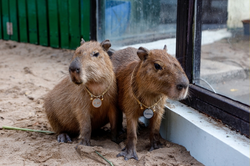Tải miễn phí 50+ hình ảnh capybara cute, siêu “tan chảy”