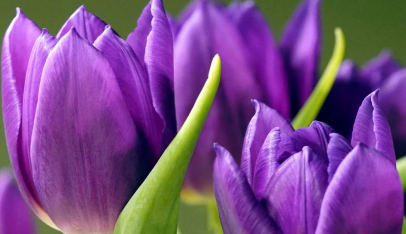 Lưu ngay 100+ hình nền máy tính hoa Tulip đẹp xuất sắc, giúp bạn tô điểm không gian số của mình