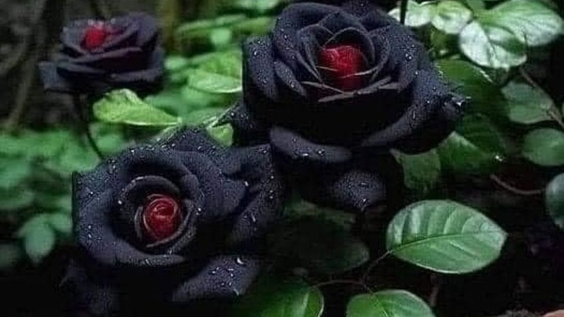 Hoa hồng đen: Ý nghĩa, đặc điểm, tác dụng, cách chăm sóc