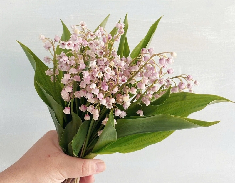 Tìm hiểu về hoa linh lan? Nguồn gốc, ý nghĩa và các loại hoa linh lan ...