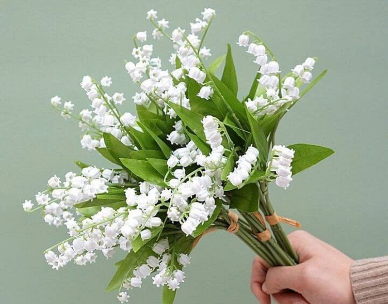 Tìm hiểu về hoa linh lan? Nguồn gốc, ý nghĩa và các loại hoa linh lan hiện nay