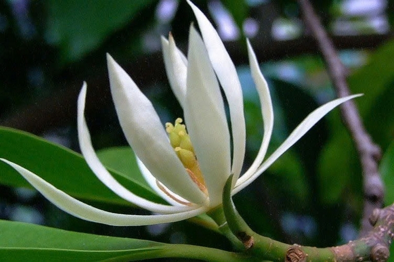 Hoa ngọc lan: Vẻ đẹp thanh khiết, mùi hương dịu dàng gợi nhớ những ký ức xưa