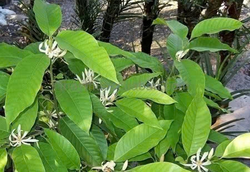 Hoa ngọc lan: Vẻ đẹp thanh khiết, mùi hương dịu dàng gợi nhớ những ký ức xưa