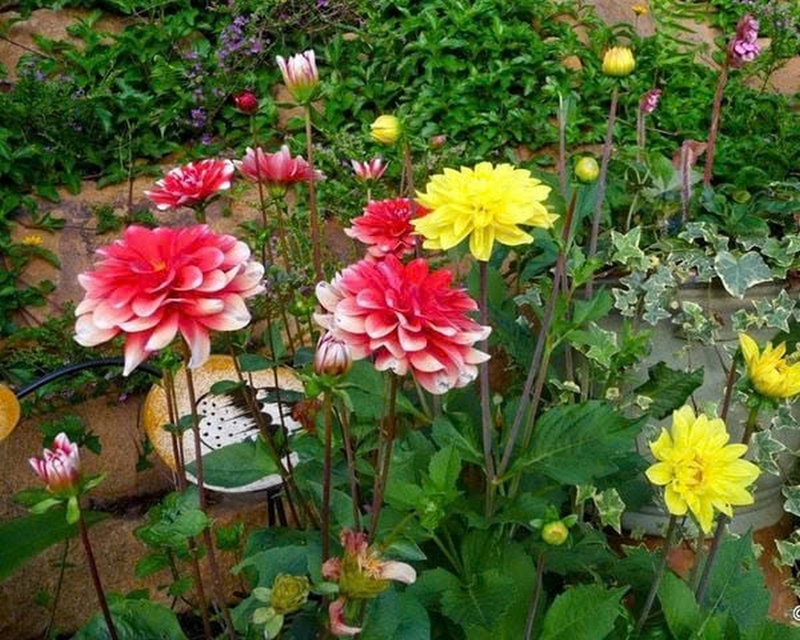 Hoa thược dược - Nguồn gốc, ý nghĩa và cách chăm sóc thược dược tại nhà