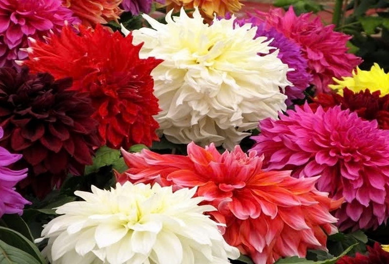 Hoa thược dược - Nguồn gốc, ý nghĩa và cách chăm sóc thược dược tại nhà