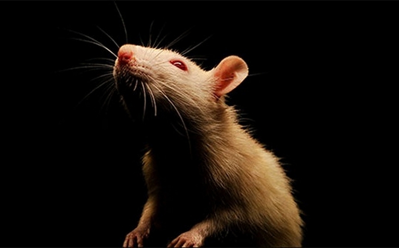 Malware RAT là gì? Cách hoạt động, mức độ nguy hiểm và giải pháp bảo vệ ...