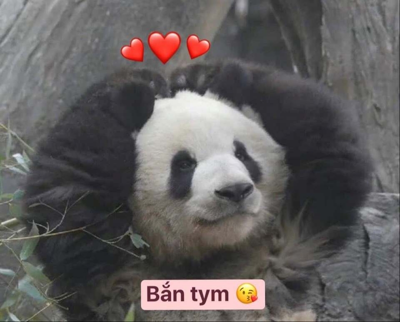 Ý nghĩa của meme bắn tim là gì? Cập nhật bộ meme thể hiện tình cảm siêu ...