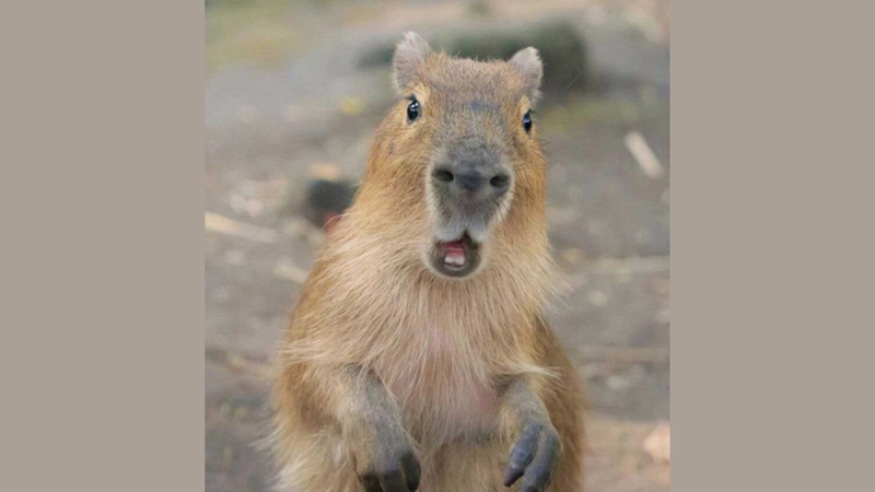 Tổng hợp meme Capybara vui nhộn đang gây sốt trên mạng xã hội