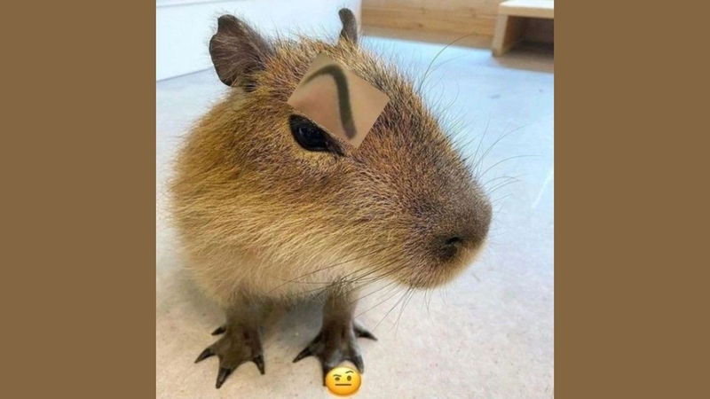 Tổng hợp meme Capybara vui nhộn đang gây sốt trên mạng xã hội
