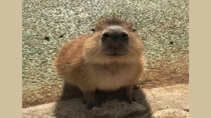 Tổng hợp meme Capybara vui nhộn đang gây sốt trên mạng xã hội
