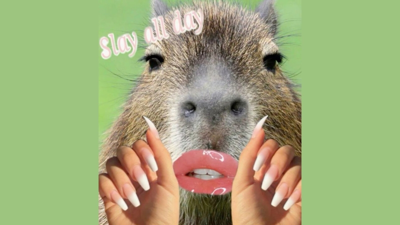 Tổng hợp meme Capybara vui nhộn đang gây sốt trên mạng xã hội