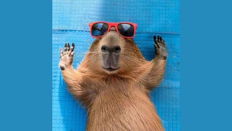 Tổng hợp meme Capybara vui nhộn đang gây sốt trên mạng xã hội
