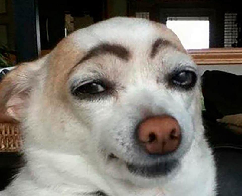 Bộ sưu tập meme chó đủ mọi thể loại siêu hài hước chắc chắn sẽ khiến ...